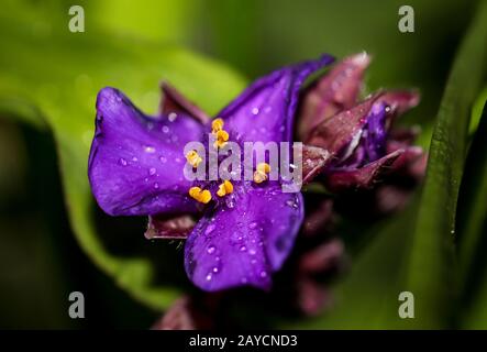 Macro of a flowering, taken in the night Stock Photo - Alamy