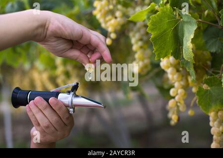 Farmer measure grape sweetness with refractometer. Sweet dessert grapes ...