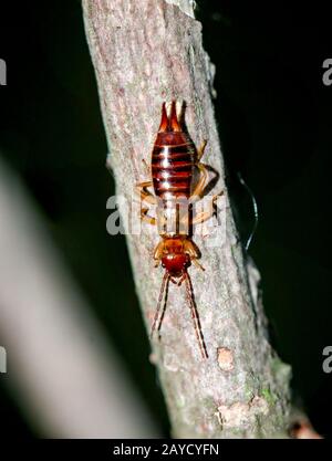 Little brown grasshopper on the branch of a juniper Stock Photo - Alamy