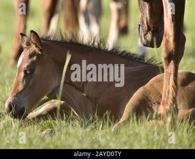 Colt newborn in field Stock Photo - Alamy