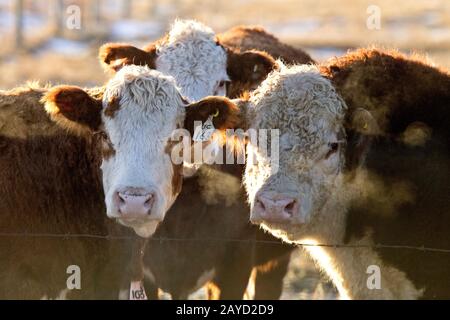 Cows cattle huddled in winter in Saskatchewan Canada Stock Photo - Alamy