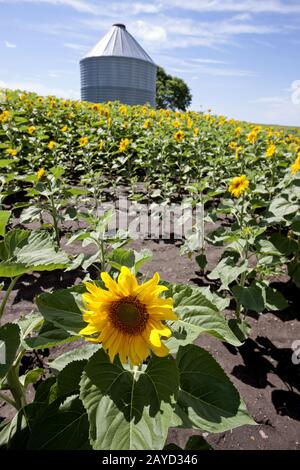 Sunflower Field Manitoba Stock Photo - Alamy