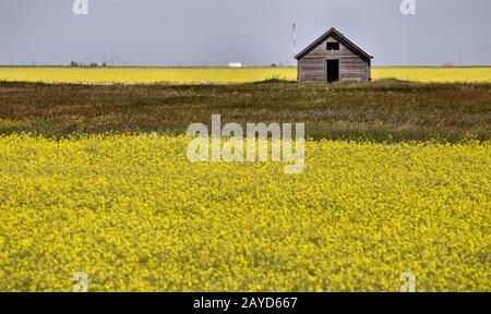 Prairie Barn Saskatchewan summer rural scene Canada Stock Photo - Alamy