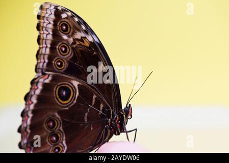 A closeup shot of a Blue Morpho butterfly with brown eyes on the wings ...