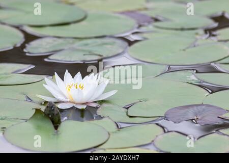 A closeup of a white water lily flower on the water on a blurred ...