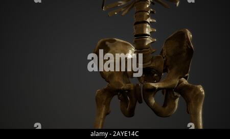 Human Skeleton Manubrium bone Anatomy 3D Illustration Stock Photo - Alamy