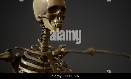 Human Skeleton Manubrium bone Anatomy 3D Illustration Stock Photo - Alamy