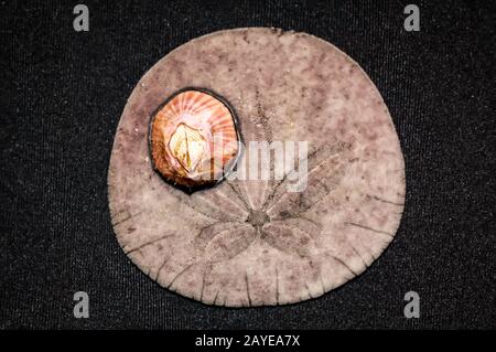 View, structure of a sand dollar, macro of a sand dollar Stock Photo ...