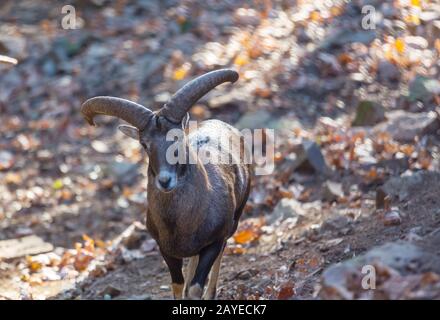 Moufflon in Cyprus Stock Photo - Alamy