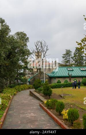Bark of a tree, Shimla, Himachal Pradesh, India Stock Photo - Alamy