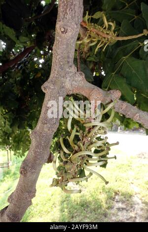 female inflorescences of the carob tree (Ceratonia siliqua Stock Photo ...