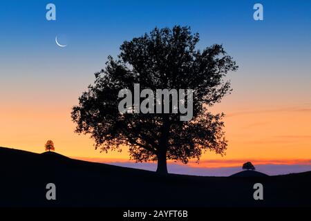 oak on the Hirzel pass at sunset, Switzerland Stock Photo - Alamy