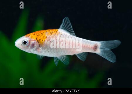 Chinese barb, Barbodes (Puntius) semifasciolatus Stock Photo - Alamy