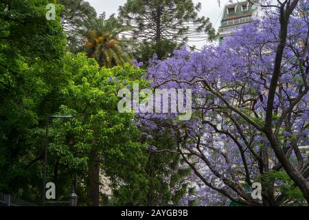 Flowering Jacaranda trees at the Botanical Garden in Buenos Aires ...