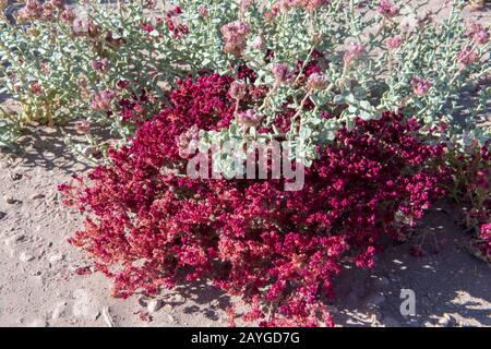 The Cistanthe celosioides plants can survive under extremely arid ...
