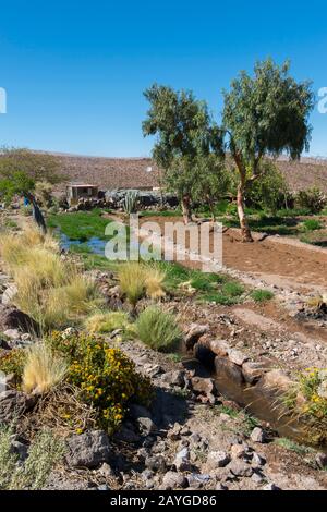 Irrigation canals for terraced fields at Socaire village near San Pedro ...