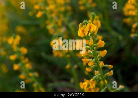 Paramela (Adesmia boroniodes) flowers at Lago Argentino near El ...