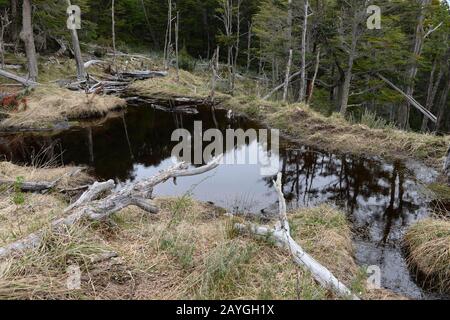 The Magellanic forest at Bahia Wulaia, a bay on the western shore of ...
