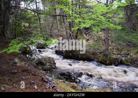 The Magellanic forest at Bahia Wulaia, a bay on the western shore of ...