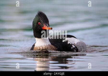 Red breasted merganser on the lake Stock Photo - Alamy