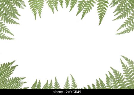 border of ferns isolated on white background Stock Photo - Alamy