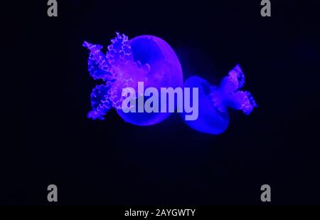 The Cannonball Jellyfish, a species of jellyfish in the family ...