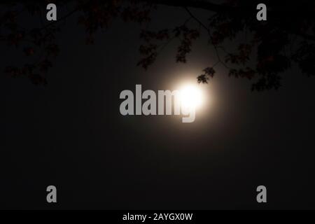 Tree Leaves Backlit by Moonlight Stock Photo - Alamy
