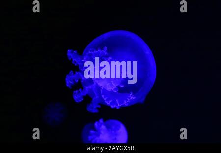 Cannonball jellyfish Stomolophus meleagris , also known as the ...