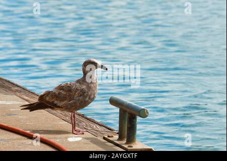 A seagull bird overlooking water on a wood post Stock Photo - Alamy