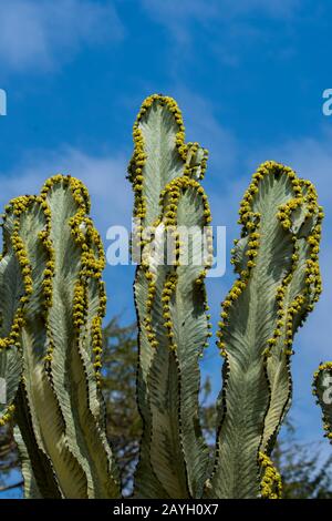 A flowering Euphorbia candelabrum, a succulent species of plant in the ...