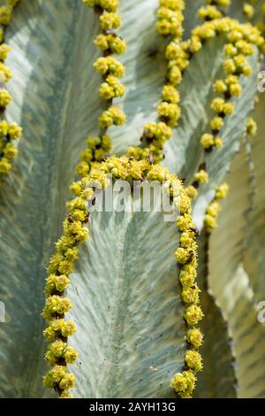 A flowering Euphorbia candelabrum, a succulent species of plant in the ...