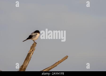 Taita fiscal shrike (Lanius dorsalis Stock Photo - Alamy