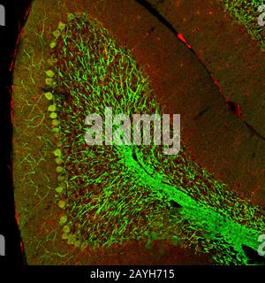 Cerebellar folium from a section of mouse brain, labelled with ...