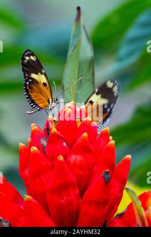 Longwing butterfly at the Mindo butterfly farm in Mindo, near Quito ...