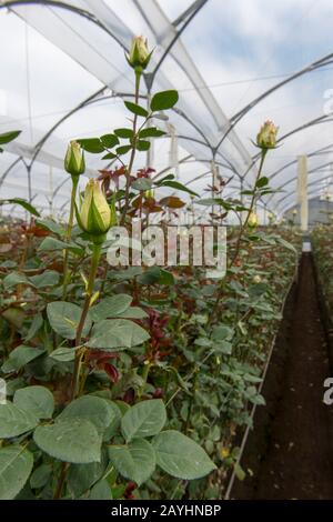 Roses being grown for export in a greenhouse on a rose farm in the ...