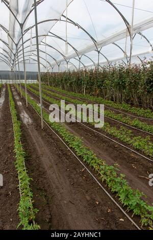 Roses being grown for export in a greenhouse on a rose farm in the ...