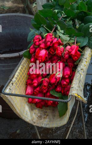 Roses being grown for export in a greenhouse on a rose farm in the ...