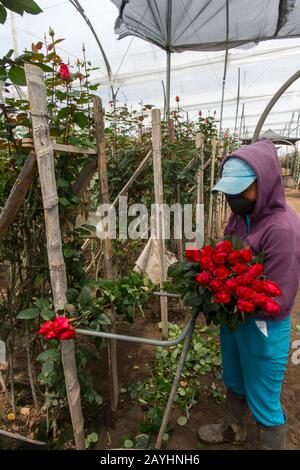 Workers picking roses for export in a greenhouse on a rose farm in the ...