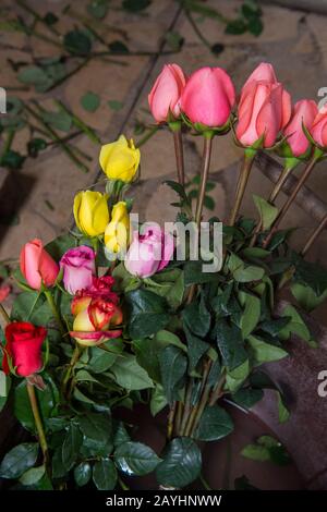 Roses for export on a rose farm in the highlands near Quito, Ecuador ...