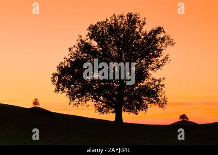 oak on the Hirzel pass, Switzerland Stock Photo - Alamy