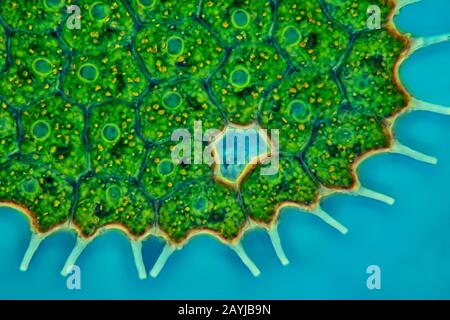Pediastrum boryanum green algae. Phase contrast light micrograph of a ...