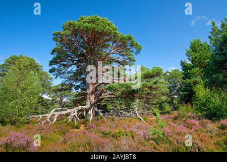 Old pine trees or Scots pines (Pinus sylvestris), Lake Bandak, Dalen ...