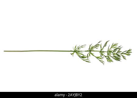 common caraway (Carum carvi), leaves Stock Photo - Alamy