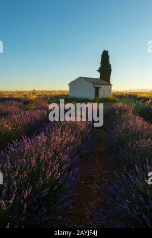 A tree and a hut in a agricultural field in Hohenlohe, Germany, Europe ...