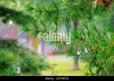 Heavy pouring rain over green tropical forest trees. Rainstorm downpour ...