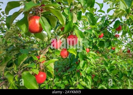 Red apple on a branch close-up Stock Photo - Alamy