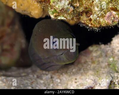 Undulated moray (Gymnothorax undulatus). Taking in Red Sea, Egypt Stock ...