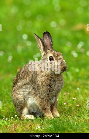 European rabbit (Oryctolagus cuniculus) squatting in a meadow and ...