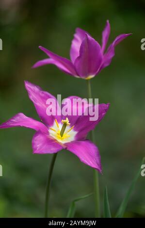 common garden tulip (Tulipa 'Maytime', Tulips Maytime), cultivar ...