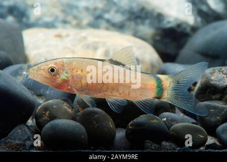 Skunk loach (Botia horae) (Botia morleti), Skunk Botia, mouse loach ...